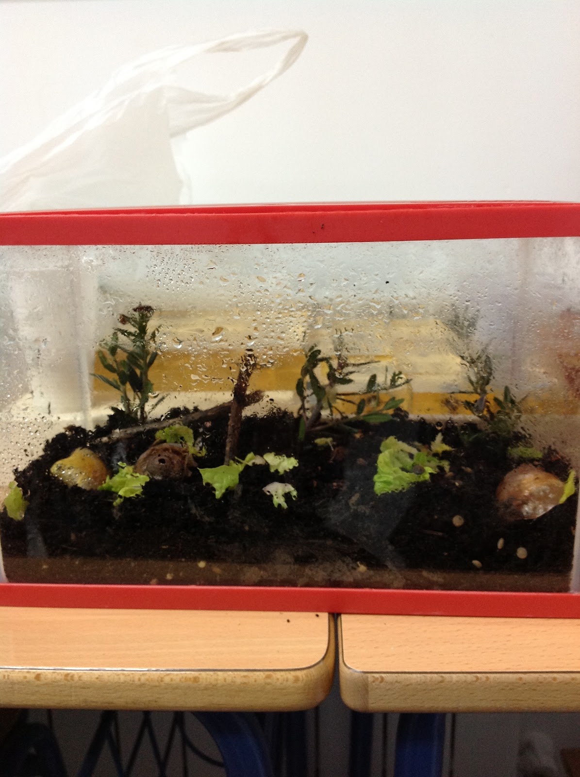 maestroJuan: Microecosistema terrestre